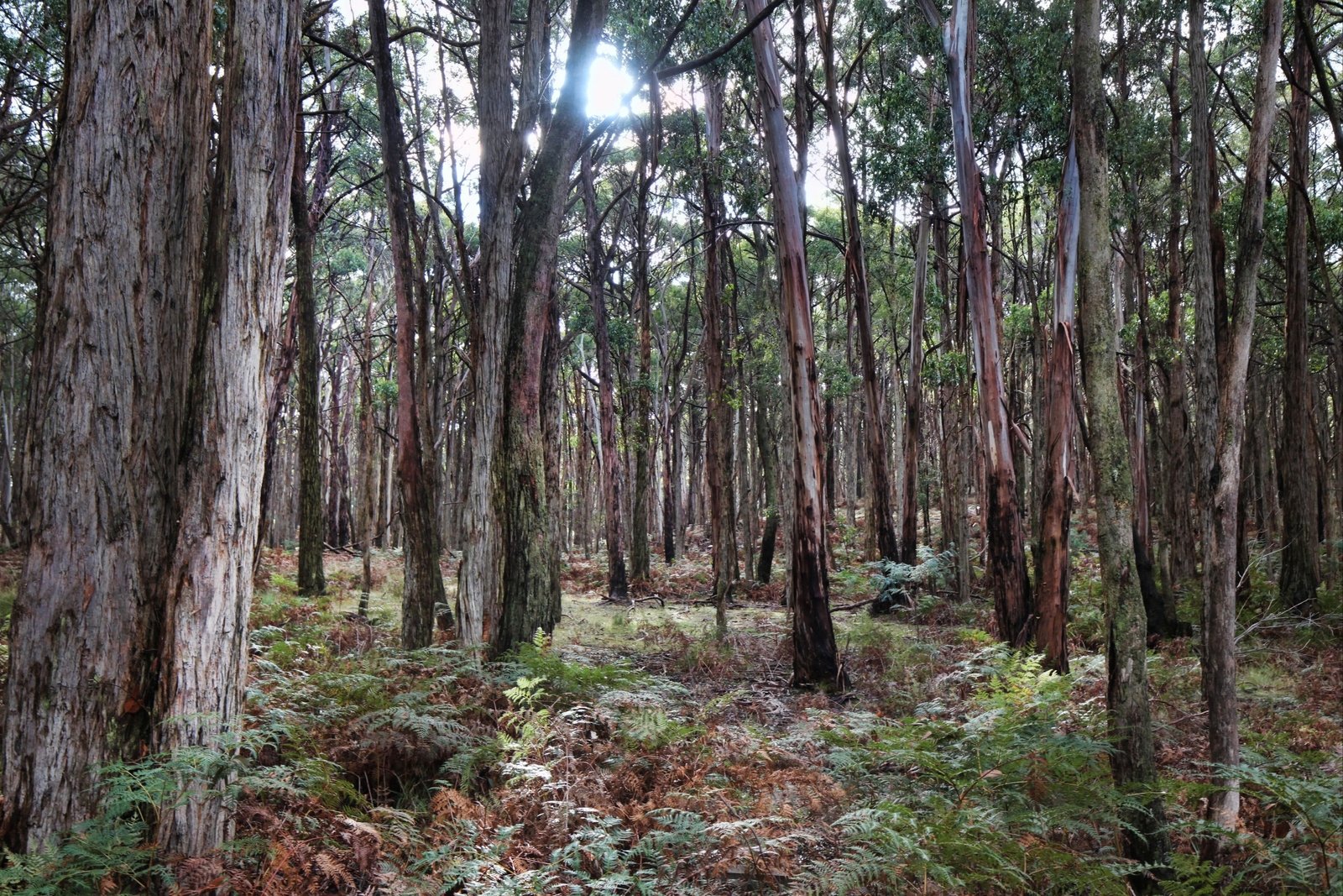 Crown Allotment 29 Salisbury Road, Spring Hill, VIC, 3444 | RT Edgar